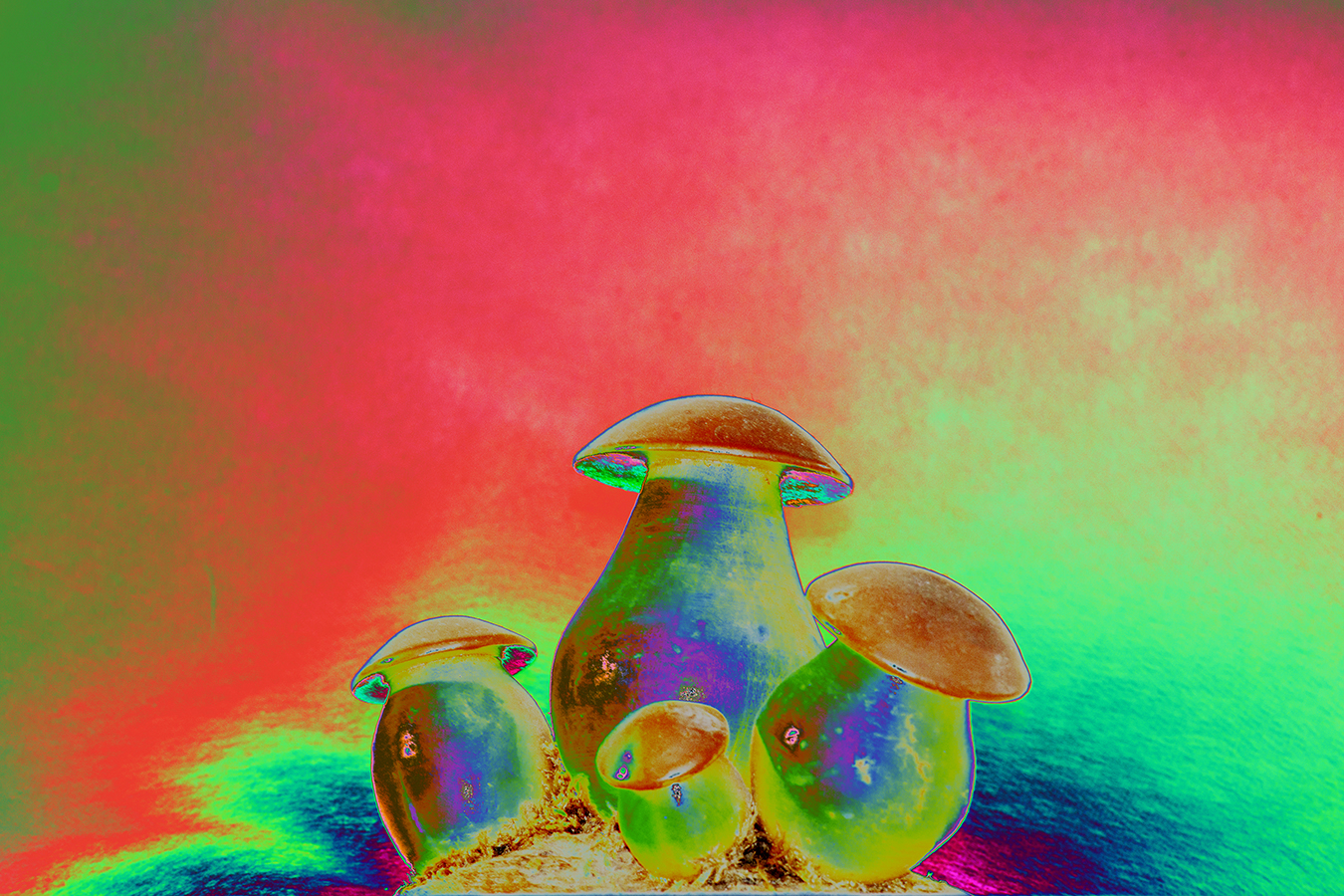 First, Marijuana. Are Magic Mushrooms Next? - California Healthline First, Marijuana. Are Magic Mushrooms Next? - California Healthline